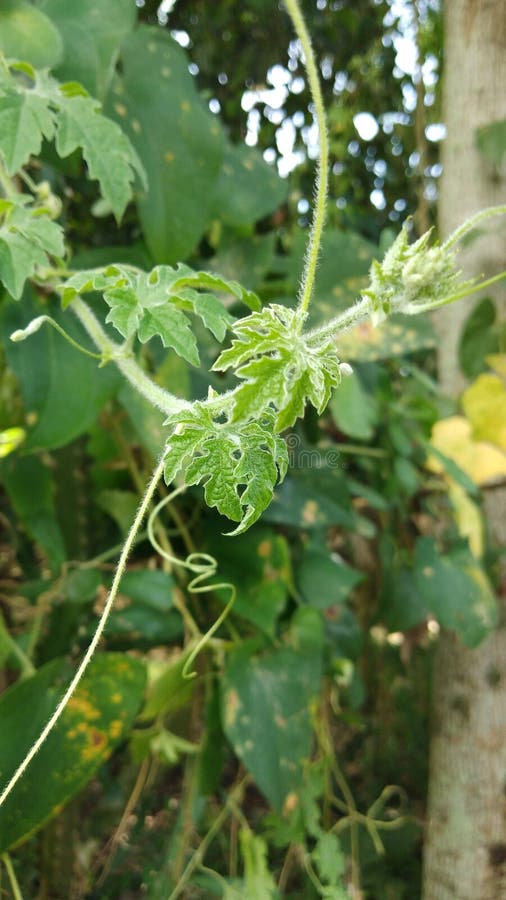 Small Beautiful Green Leaves Stock Photo - Image of small, leaves ...