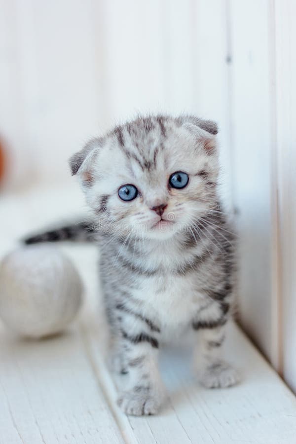 Small Beautiful Grey Kitten on White Wooden Floor. Stock Image - Image ...