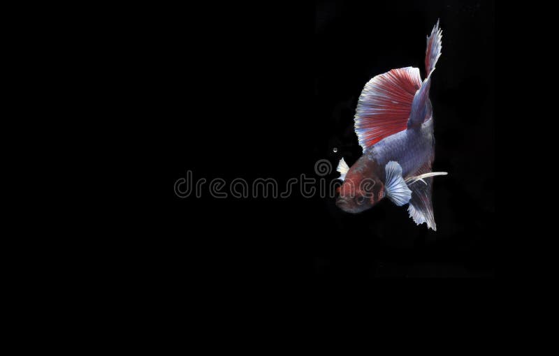 Small Beautiful Half Moon Betta Fish, at Black Background Stock Photo ...