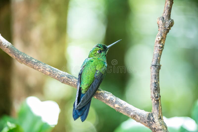 A Small Beautiful Hummingbird Stock Image - Image of green, wild: 61318115