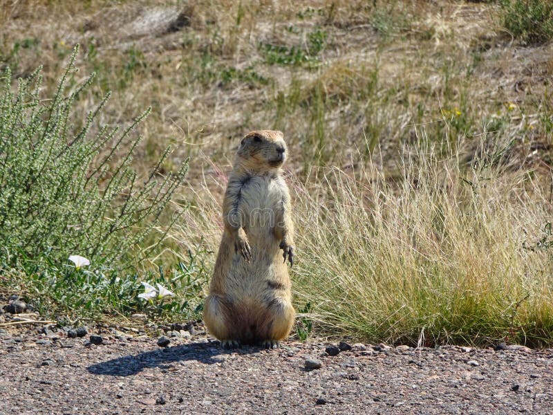 Small Beautiful Mexican Prairie Dog Standing on a Side of a Road Stock ...