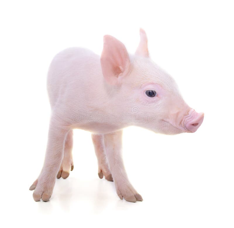 Small beautiful pig stock photo. Image of young, profile - 212084146