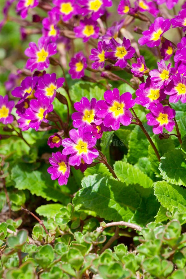 Small Beautiful Pink Flowers Stock Photo - Image of natural, gardening ...
