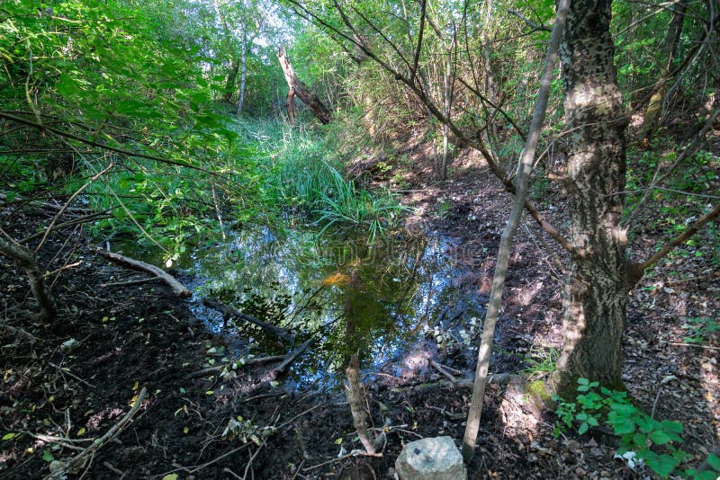 A Small Beautiful Pond in the Forest Stock Photo - Image of reflection ...