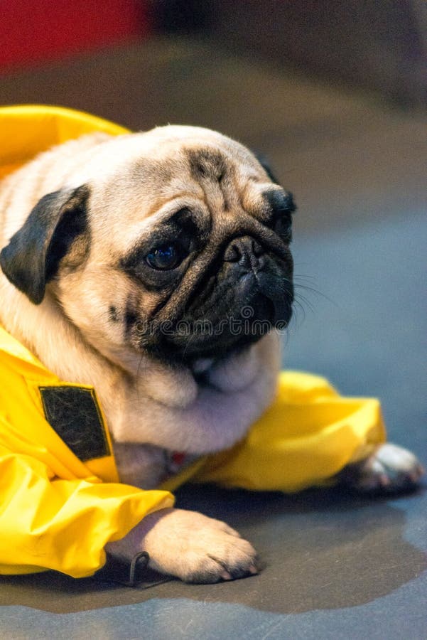Small Beautiful Pug in Yellow Overalls Close-up. Horizontal Frame Stock ...