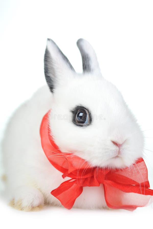 Rabbit Gift stock photo. Image of fluffy, pretty, nature - 13030558