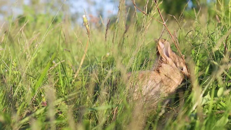 Small Beautiful Rabbit among the Spring Tall Grass Stock Video - Video ...