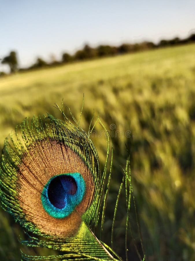 Single Peacock Feather Isolated on White Stock Image - Image of ...