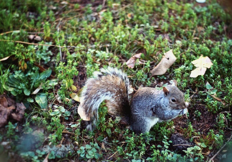 Small Beautiful Squirrel Eating Nuts Stock Image - Image of mammal ...