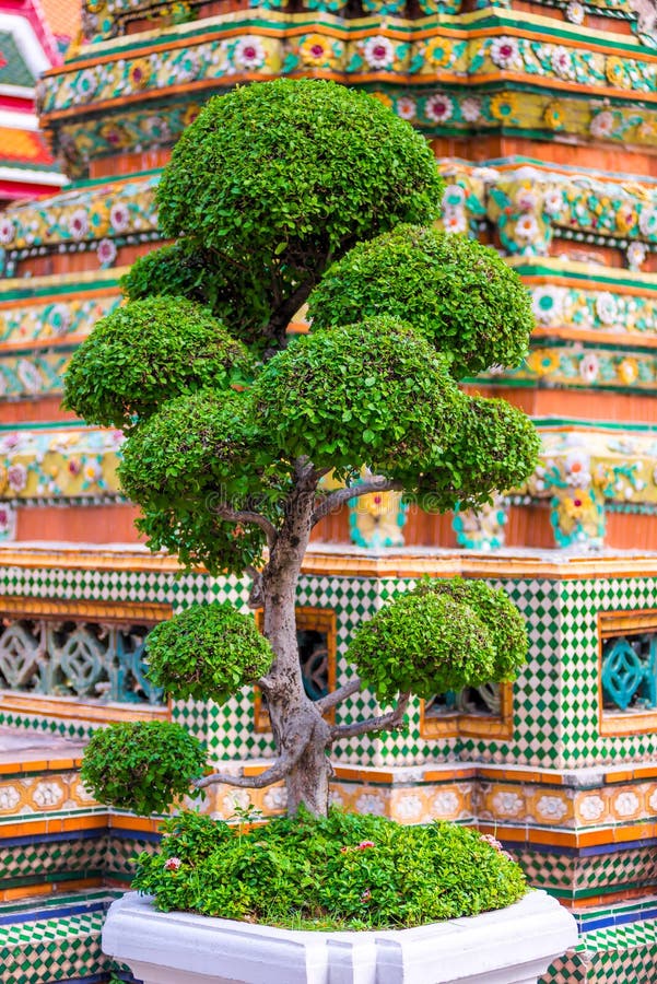 A Small Beautiful Tree Growing Near a Temple Stock Photo - Image of ...