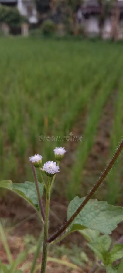 Small and Beautiful, a Very Beautiful Purple Color Stock Image - Image ...