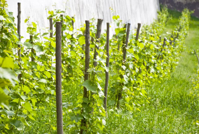 Small beautiful vineyard stock image. Image of food, vineyard - 9494233