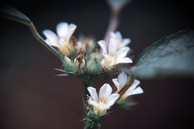 Small but Beautiful Weed Flowers Stock Photo - Image of plant, white ...