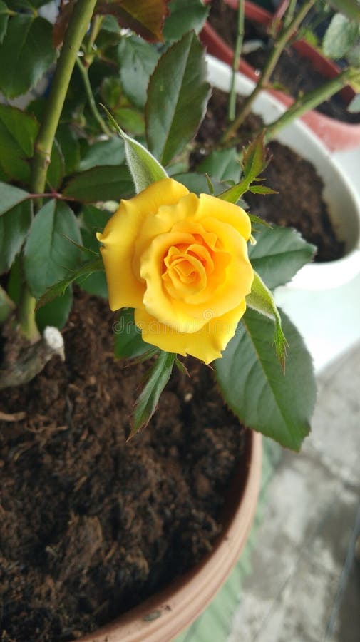 A Small Beautiful Yellow Rose Grew in the Pot Stock Image - Image of ...