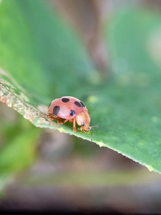 Small Beauty Beetlebug Smile Stock Image - Image of beetle, insect ...