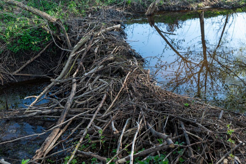 Small Beaver Dam Built with Sticks, Branches and Mud Stock Photo ...