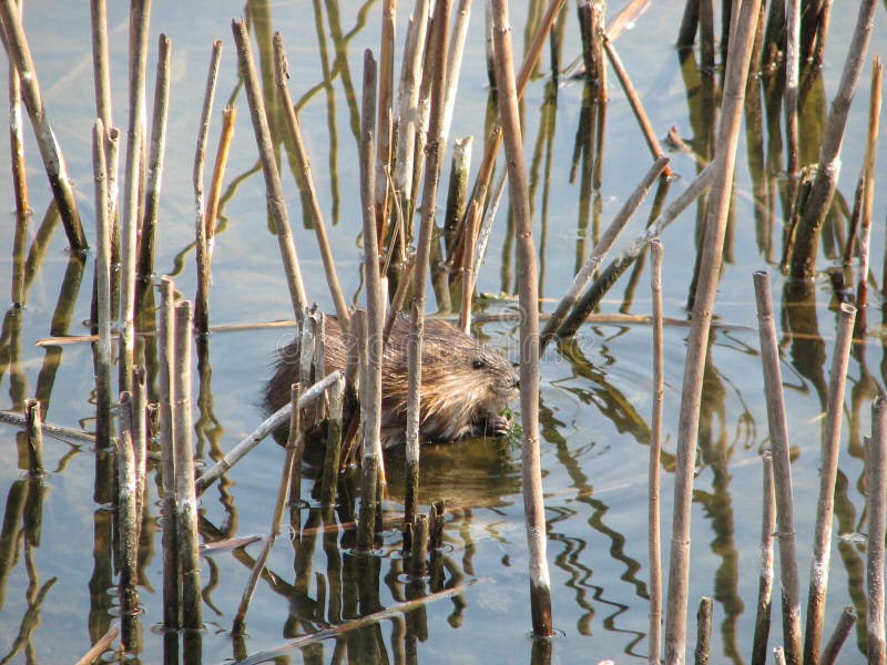 Beaver on the river stock photo. Image of beauty, spring - 179803768