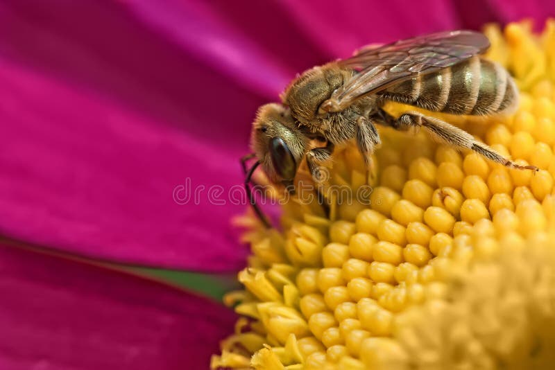 Small bee stock image. Image of head, ornamental, honey - 17335739