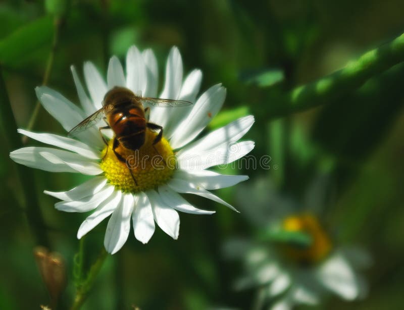 Small Bee Picture. Image: 8150526