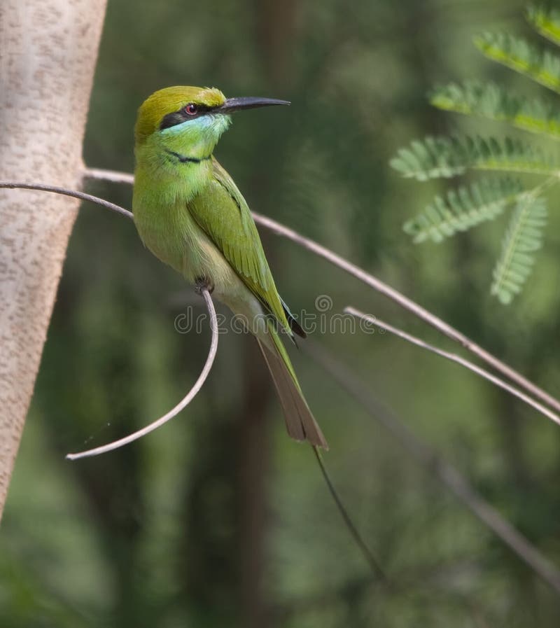 Small Bee-eater (Merops Orientalis) Stock Image - Image of nature ...