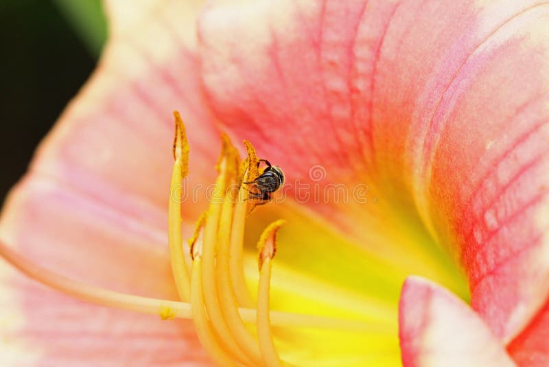 Bee On Flower Picture. Image: 8927964