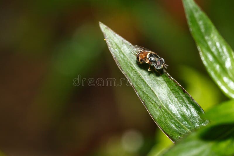 Small bee, insect stock photo. Image of grass, insect - 358025484