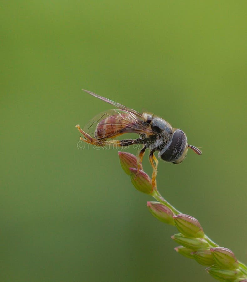 A Small Bee Perches on a Plant Stock Image - Image of little, small ...