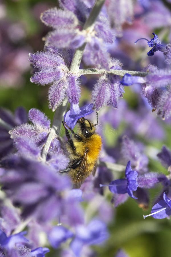 Small Bee on Perovskia `Blue Spire` Russian Sage Stock Image - Image of ...