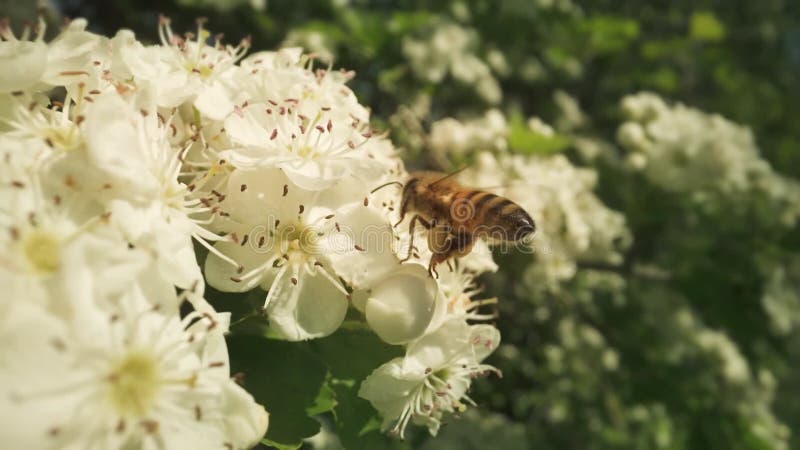Small Bee with Pollen Flies Looking for Nectar Stock Video - Video of ...