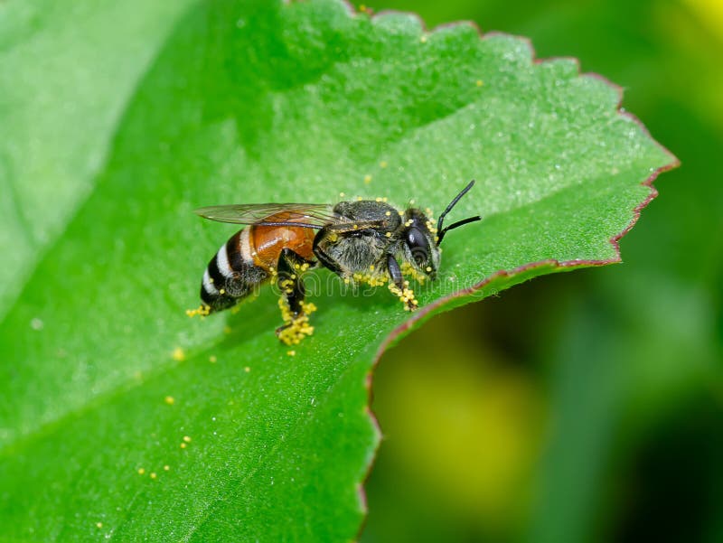 Small Bee with Pollen on the Legs Stock Image - Image of fauna, legs: 284637451