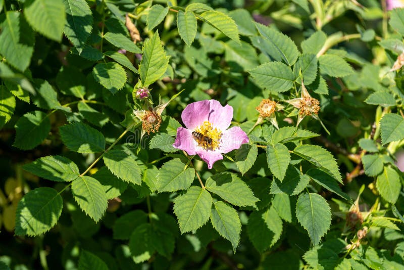 Small Bee Pollinating a Wild Pink Rose in a Bush Stock Photo - Image of ...