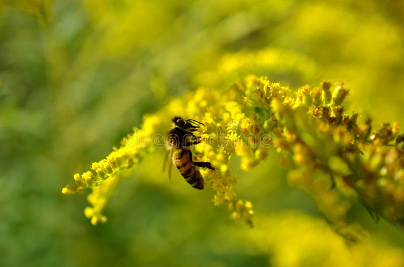 Small Bee Pollinating Yellow Weed Stock Image - Image of animal, nectar ...