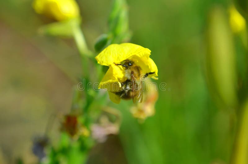 Small Bee Pollinating Yellow Weed Stock Image - Image of animal ...