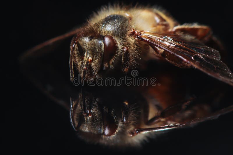 Small Bee and Reflection on Black Background Stock Photo - Image of ...