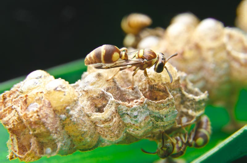 Small bee s stock image. Image of beehive, care, golden - 27845417