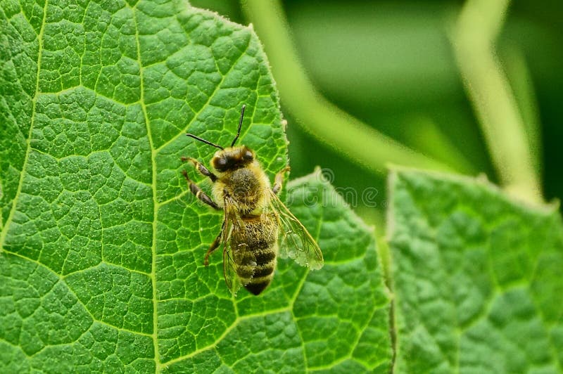 Small Bee Sits Green Raspberry Leaf Garden Stock Photos - Free ...