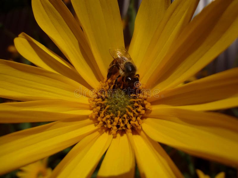 Bee on a yellow flower stock photo. Image of yellow - 123634290