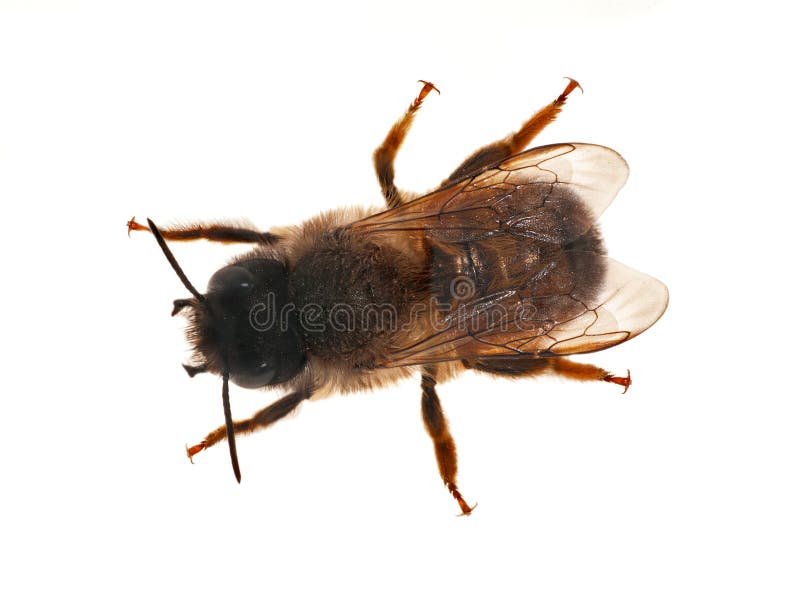 Bumblebee Species Bombus Terrestris Stock Photo - Image of extreme ...