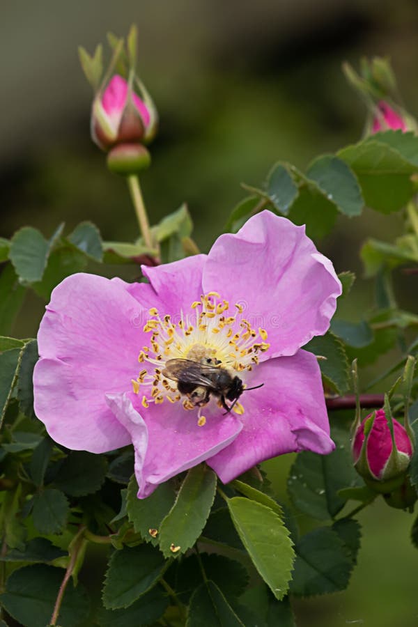 Small Bee on Wild Old Fashioned Roses in Late Spring Stock Photo ...