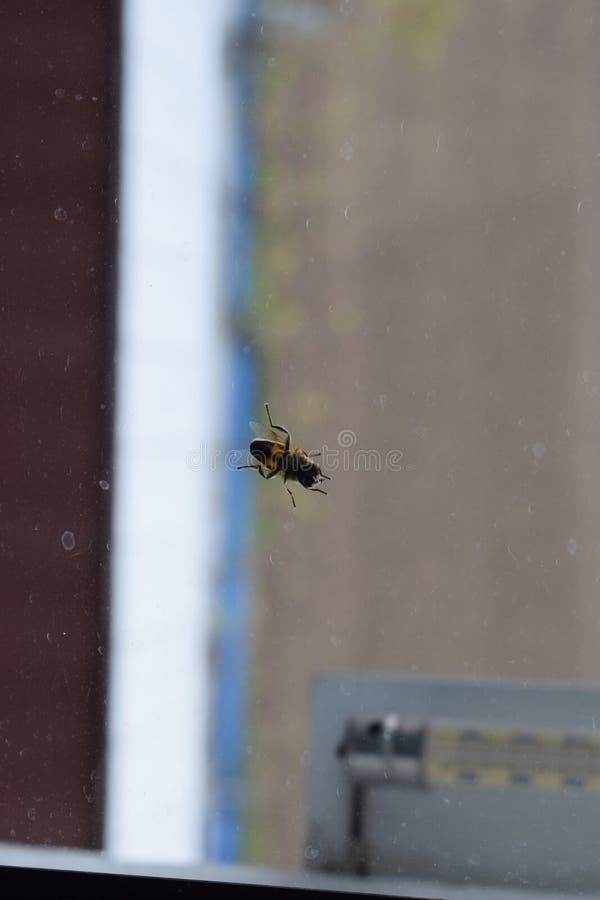 Small bee on a window stock image. Image of white, insects - 340519653