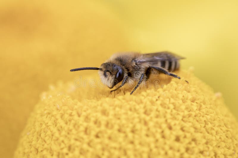 Small Bee on a Yellow Daisy Stock Image - Image of small, macro: 153871025