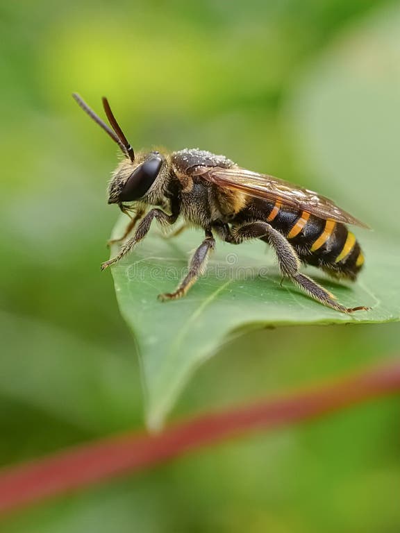 Small Bee with Yellow Stripe Color on a Leaf Stock Image - Image of ...