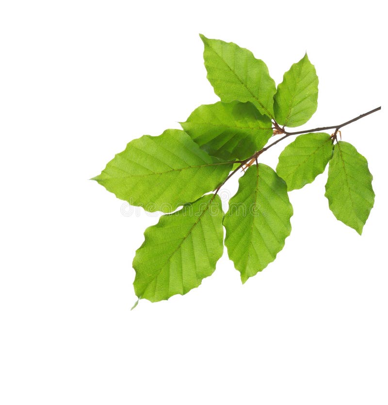 Small Beech Branch with Fresh Green Leaves Isolated on White Background ...