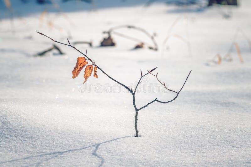Small Beech Tree with Golden Colored Leaves Stock Photo - Image of ...