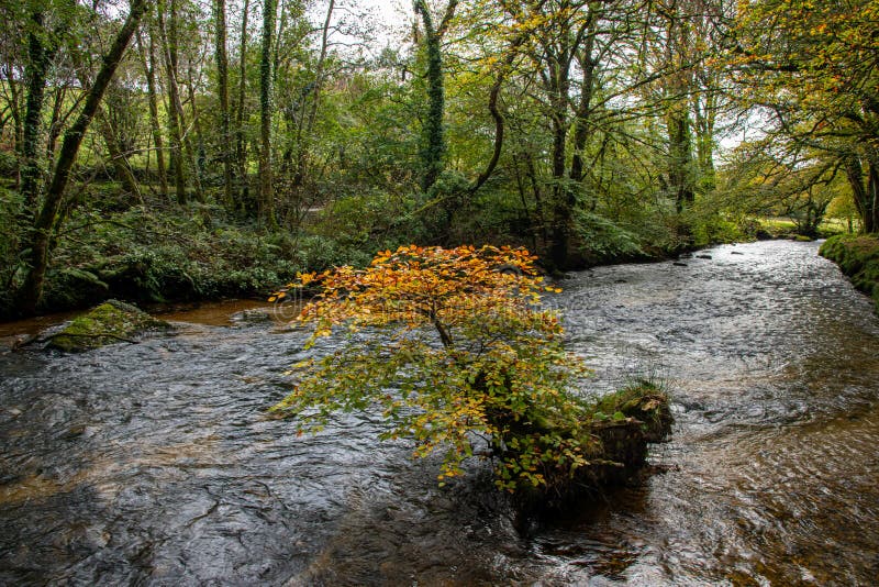 A Small Beech Tree on an Island in a Cornish River Stock Photo - Image ...