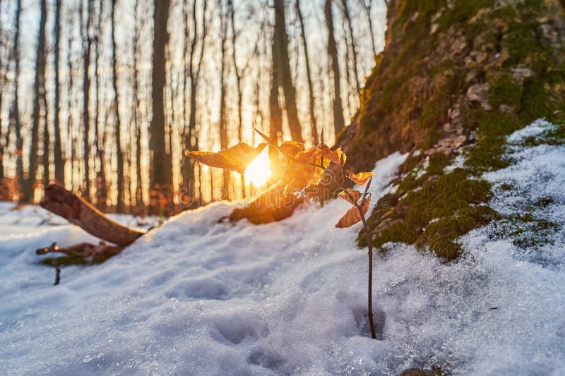 A Small Beech Tree with Withered, Yellow Leaves in the Snow in the ...