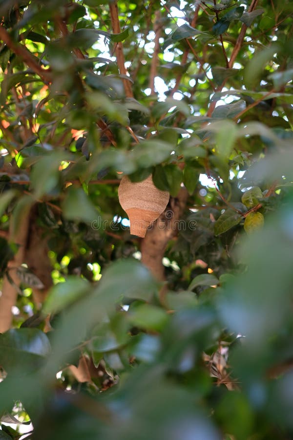 Small beehive stock photo. Image of forest, plant, green - 210237836