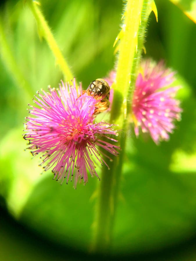 Small Bees Looking for Honey in the Flowers of the Mimosa Tree Stock ...