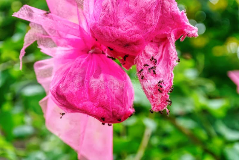 Small bees stock image. Image of dwarf, pink, sweet - 258763201