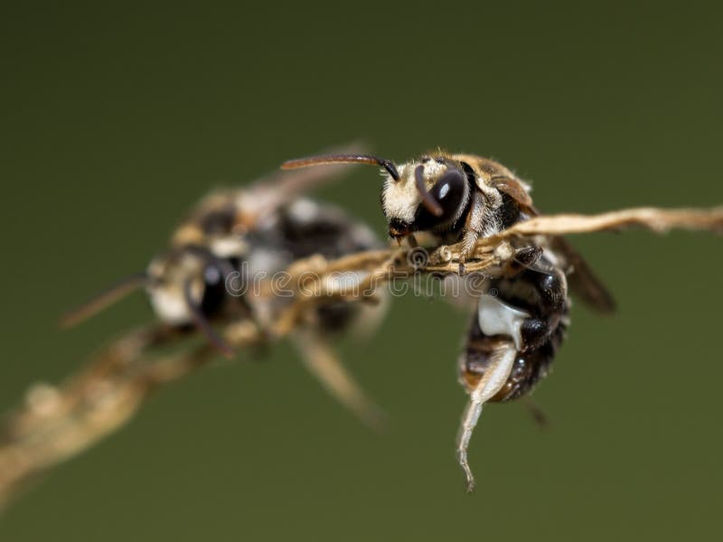 Small bees. stock image. Image of couple, ecology, eyeball - 81039749